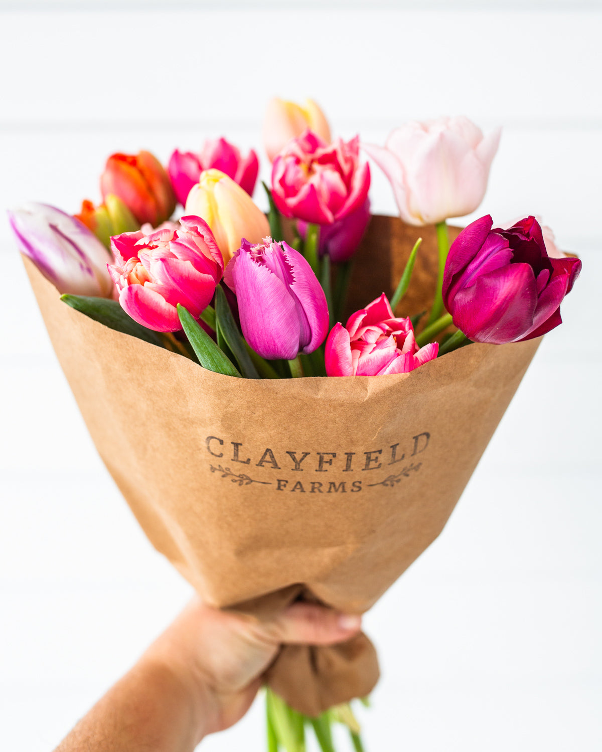 Winter Tulips! – Clayfield Farms